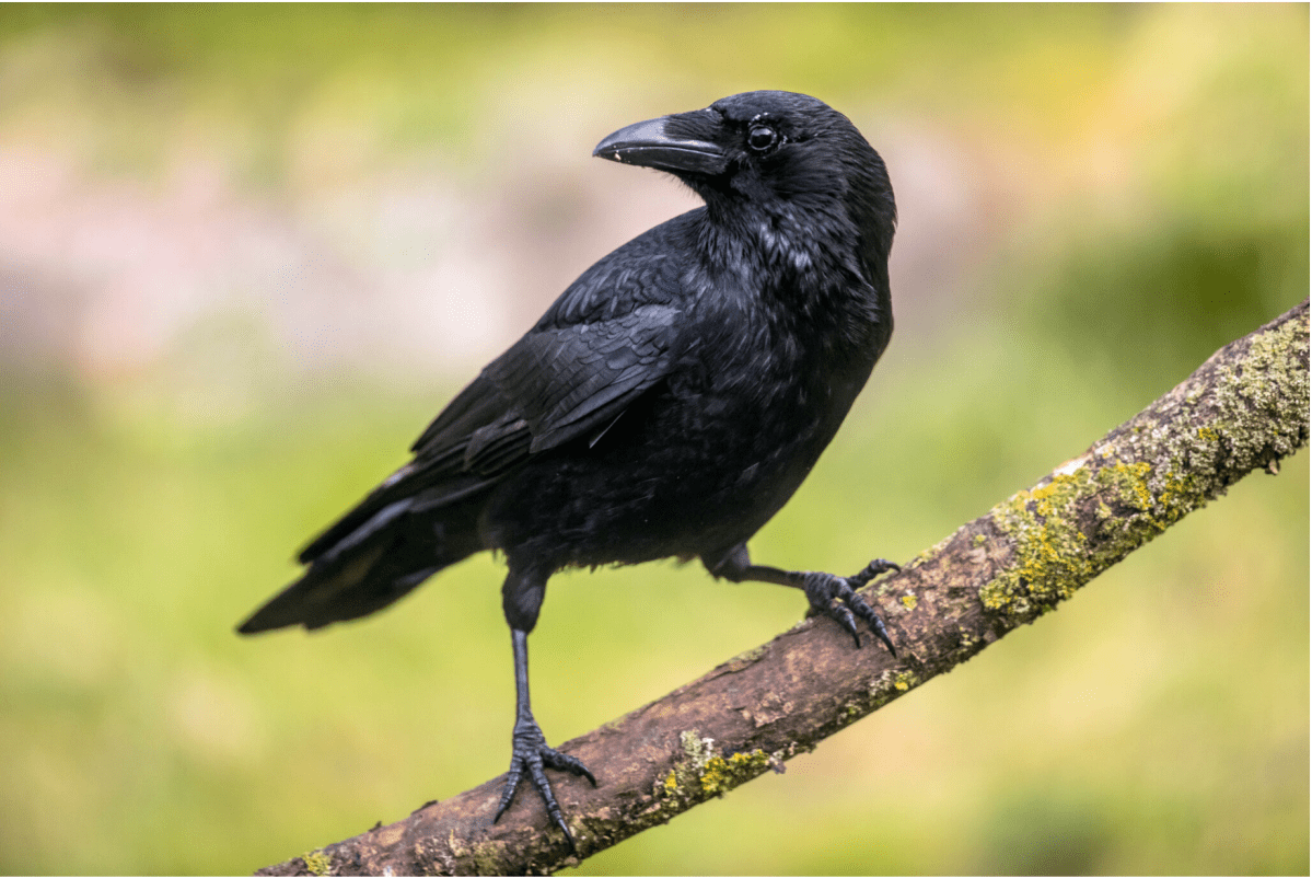 Something to Crow About – Dr. Diane Medved